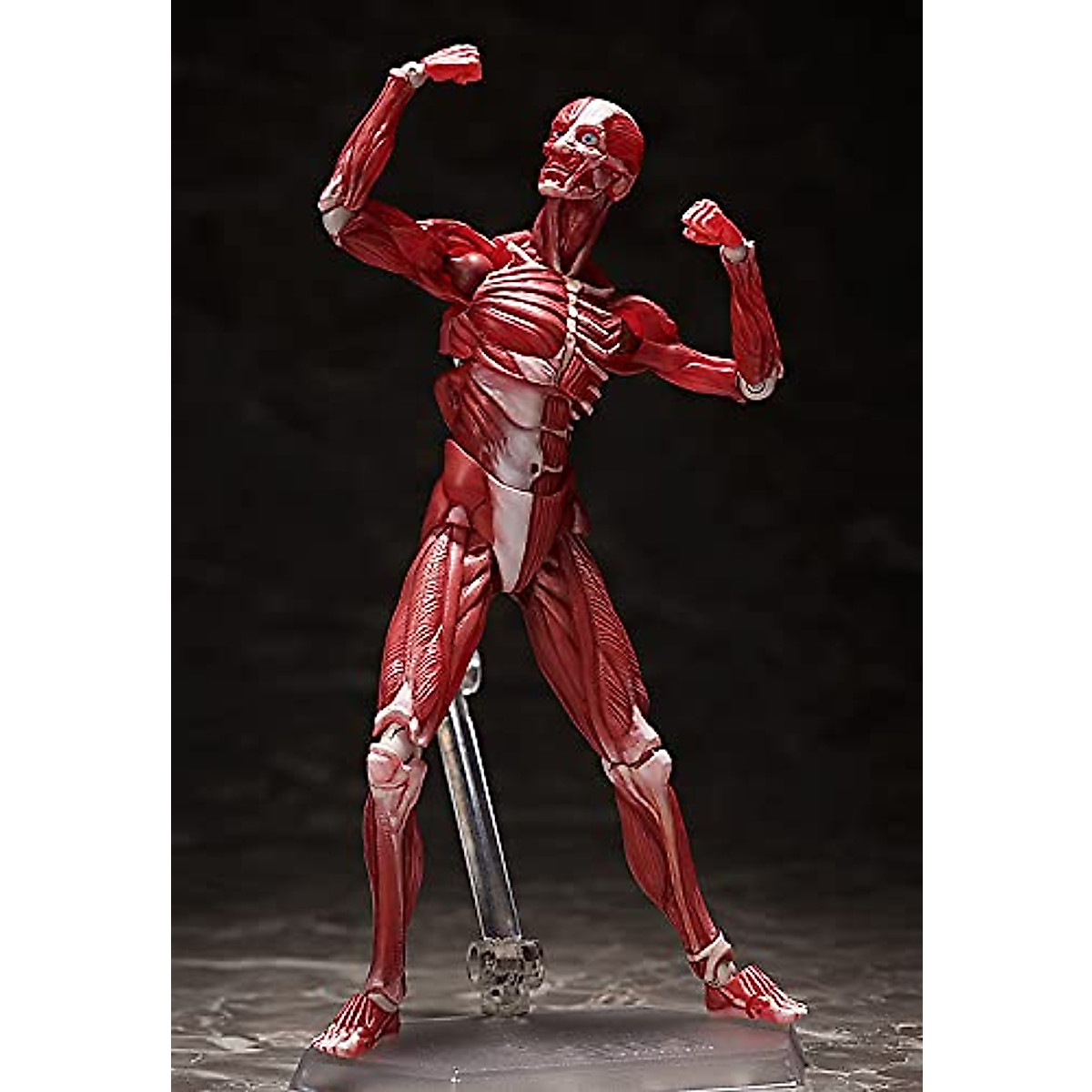 FREEing Human Anatomical Model Figma Action Figure,Multicolor