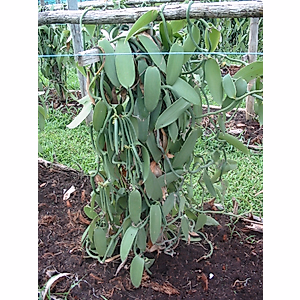 25 Tahitian Extract Grade B Vanilla Beans 4~6" by Vanilla Products USA