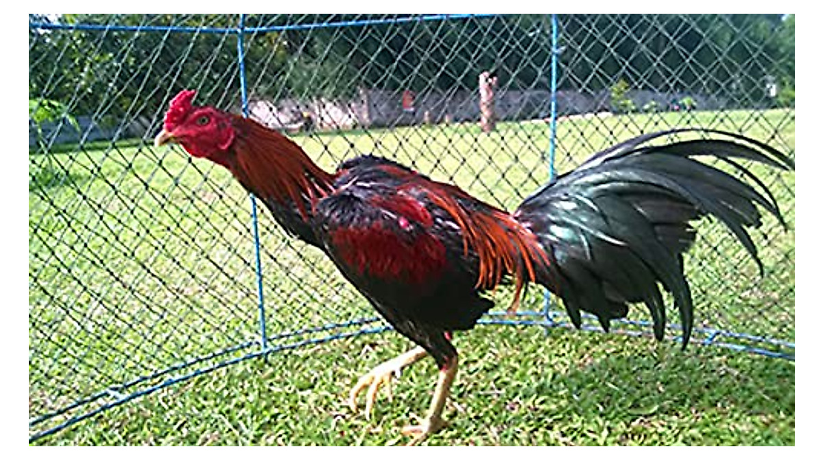 SPEED Super Nano Drop for Rooster Booster & Recovery