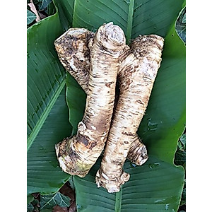 1 Lb. Horseradish Root. Great for Fall Planting! Make Tasty Sauces and Enjoy All Its Health Benefits! Sold by Weight, so You May Receive One Large Root, or Several Small Ones, Depending on Harvest.