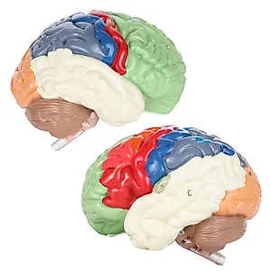 Axis Scientific Human Brain Model Anatomy with Colored and Numbered Regions, 2-Part Human Brain Model Disassembled – Includes Base, Detailed Product Manual and 3 Year Warranty