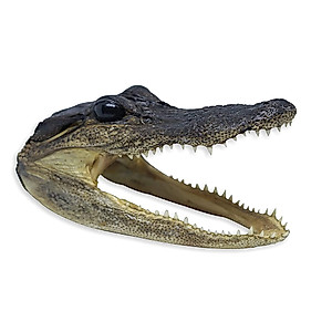 Pen Kit Mall - Taxidermy Medium American Alligator Head (6-7 Inch) Authentic Florida Wildlife Real Animal Reptile Skull