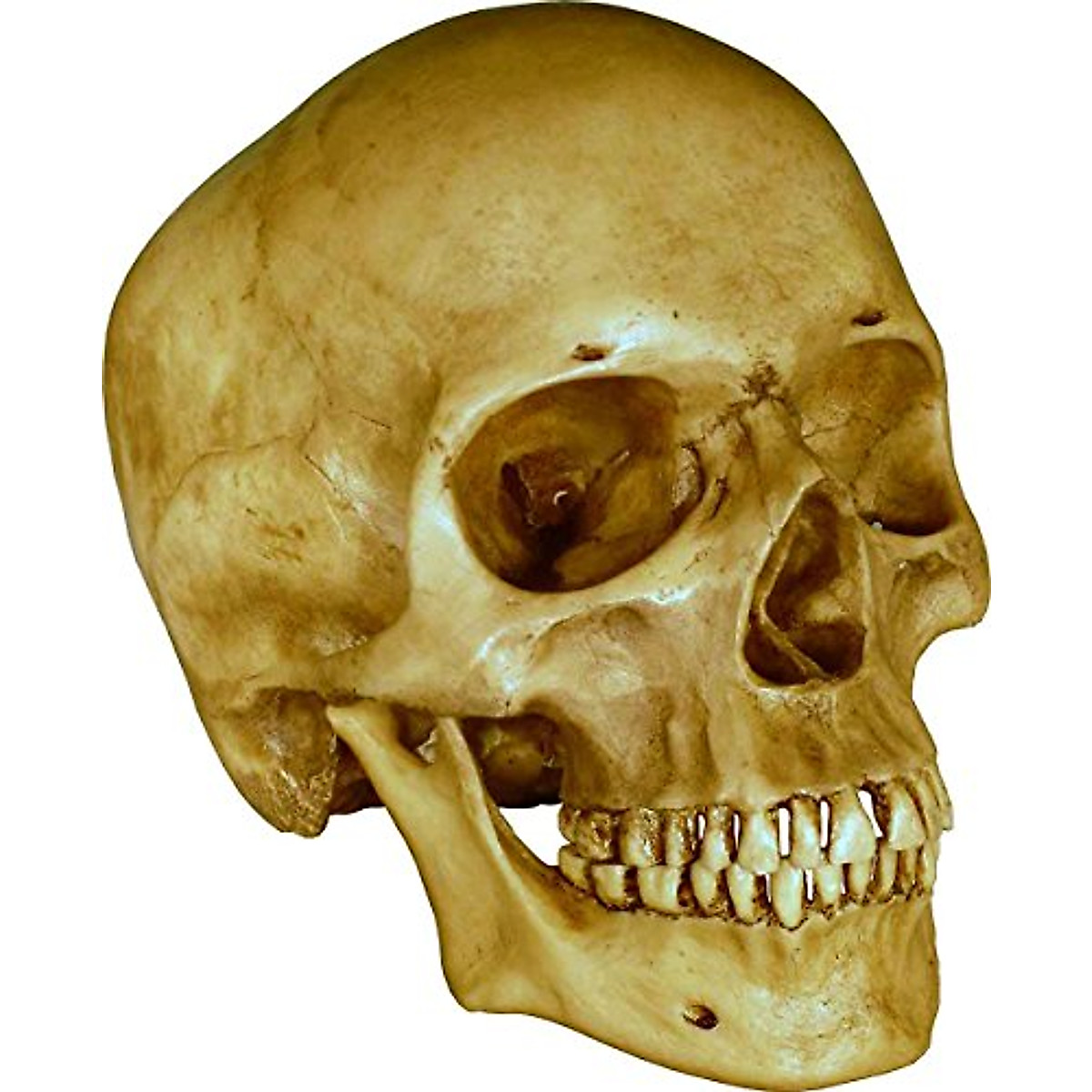Nose Desserts Life Size Model Human Skull Replica Aged Earth-Brown Relic - Medical Anatomy Reproduction Brand