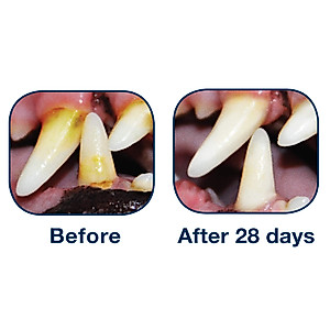 Pet Kiss Brighter Bite Dental Rinse for Pets, 16-Ounce