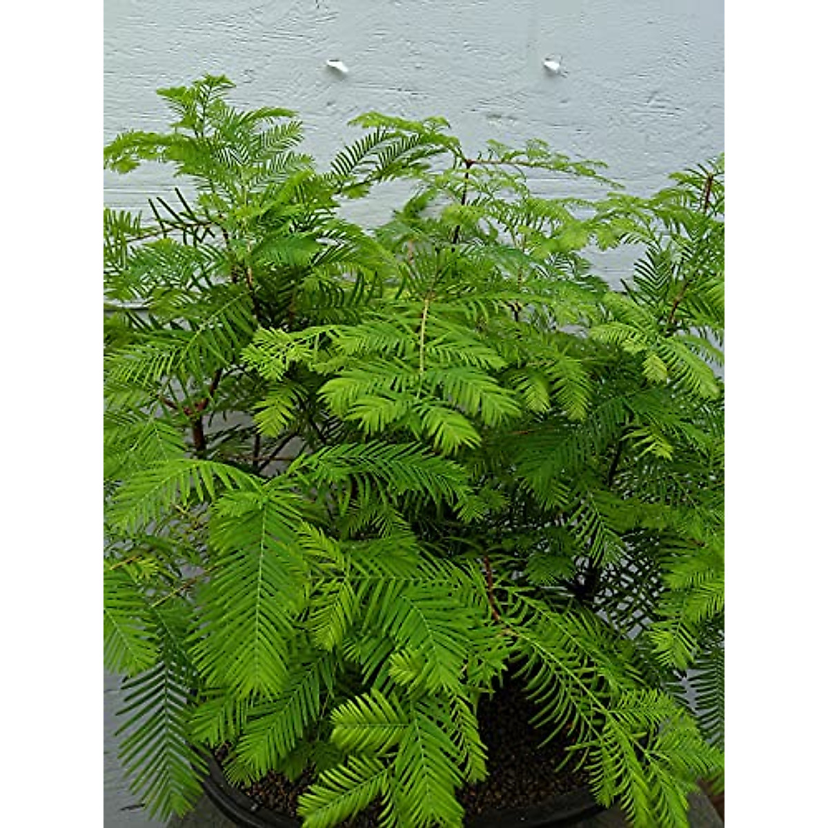 5 Tree Redwood Forest Bonsai Tree