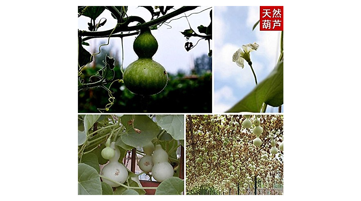 WellieSTR 50-Pack Tiny Natural Dry Gourd - Perfect for Crafts & Decor