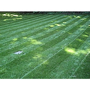 Blackjack Bermudagrass Seed,perfect for the home lawn, parks or sports fields.(1 Oz)