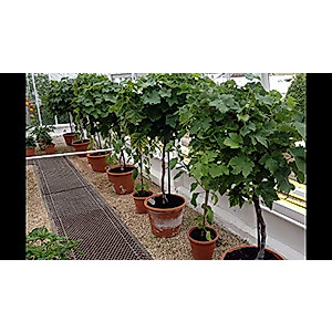 1128-Scuppernong/Muscadine,White,Tame (Vitis rotundifolia) Seeds by Robsrareandgiantseeds UPC0764425787334 Non-GMO,Organic,Historic Plants, Bonsai,1128 Package of 5 Seeds