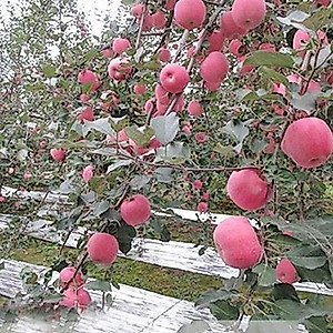 6 Pack High Silver Reflective Mylar Film, Garden Greenhouse Covering Foil Sheets Effectively Increase Plants Growth