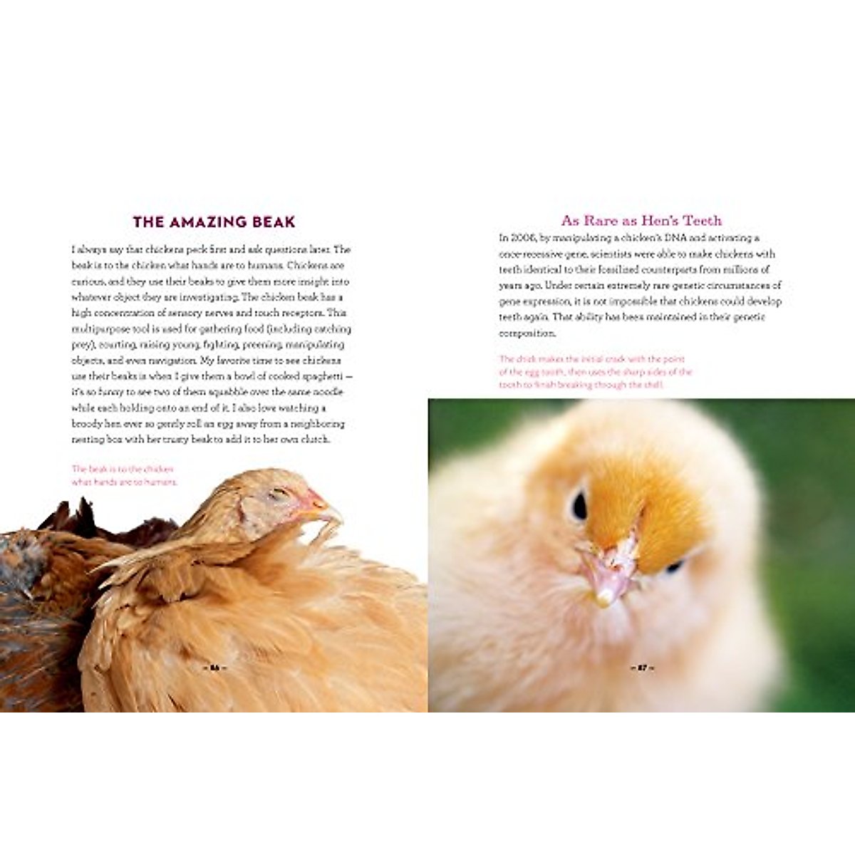 How to Speak Chicken: Why Your Chickens Do What They Do & Say What They Say