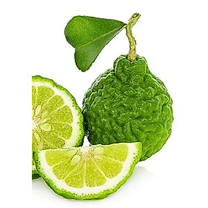 Naturals-n-Organics Organic Bergamot Citrus Earl Grey Tea with Natural Italian Bergamot Oil for Autophagy and Detox, 24 Bio-degradable Pyramid Tea Bags