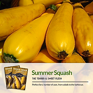Survival Garden Seeds - Straightneck Summer Squash Seed for Planting - Packet with Instructions to Plant and Grow Yellow Squash in Your Home Vegetable Garden - Non-GMO Heirloom Variety