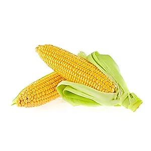 Early Sunglow Sweet Yellow Corn Seeds for Planting, 50+ Seeds Per Packet, (Isla's Garden Seeds), Non GMO Seeds, Botanical Name: Zea mays, Delicious Corn Variety, Great Home Garden Gift