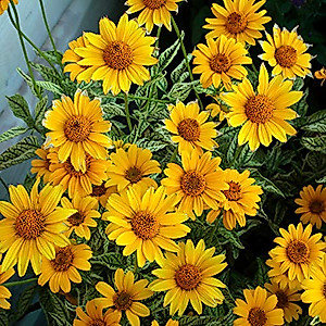 Outsidepride Perennial Heliopsis Summer Sun Garden Cut Flower - 2000 Seeds