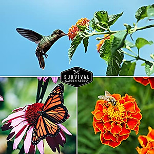 Survival Garden Seeds Pollinator Flower Collection - 3 Flower Seed Packs for Attracting Butterflies, Bees and Hummingbirds - Nectar & Pollen Rich Perennial & Annual Wildflowers - Non-GMO Heirloom