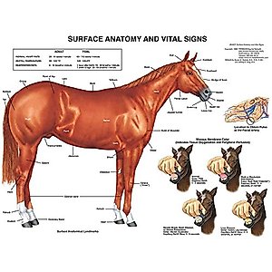 Equine Surface Anatomy Chart Horse