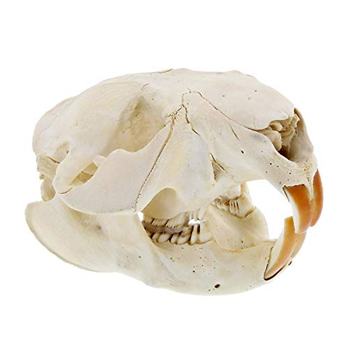 RC Beaver Skull Real Animal Skull – Professional Taxidermy Skull with Beaver Teeth Animal Skeleton Real Skull Bones