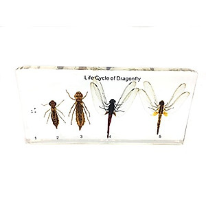 Lifecycle of a Dragonfly Science Classroom Specimens for Science Education