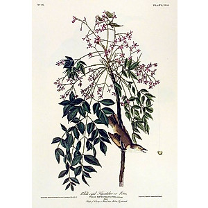 White-eyed Flycatcher or Vireo. From"The Birds of America" (Amsterdam Edition)