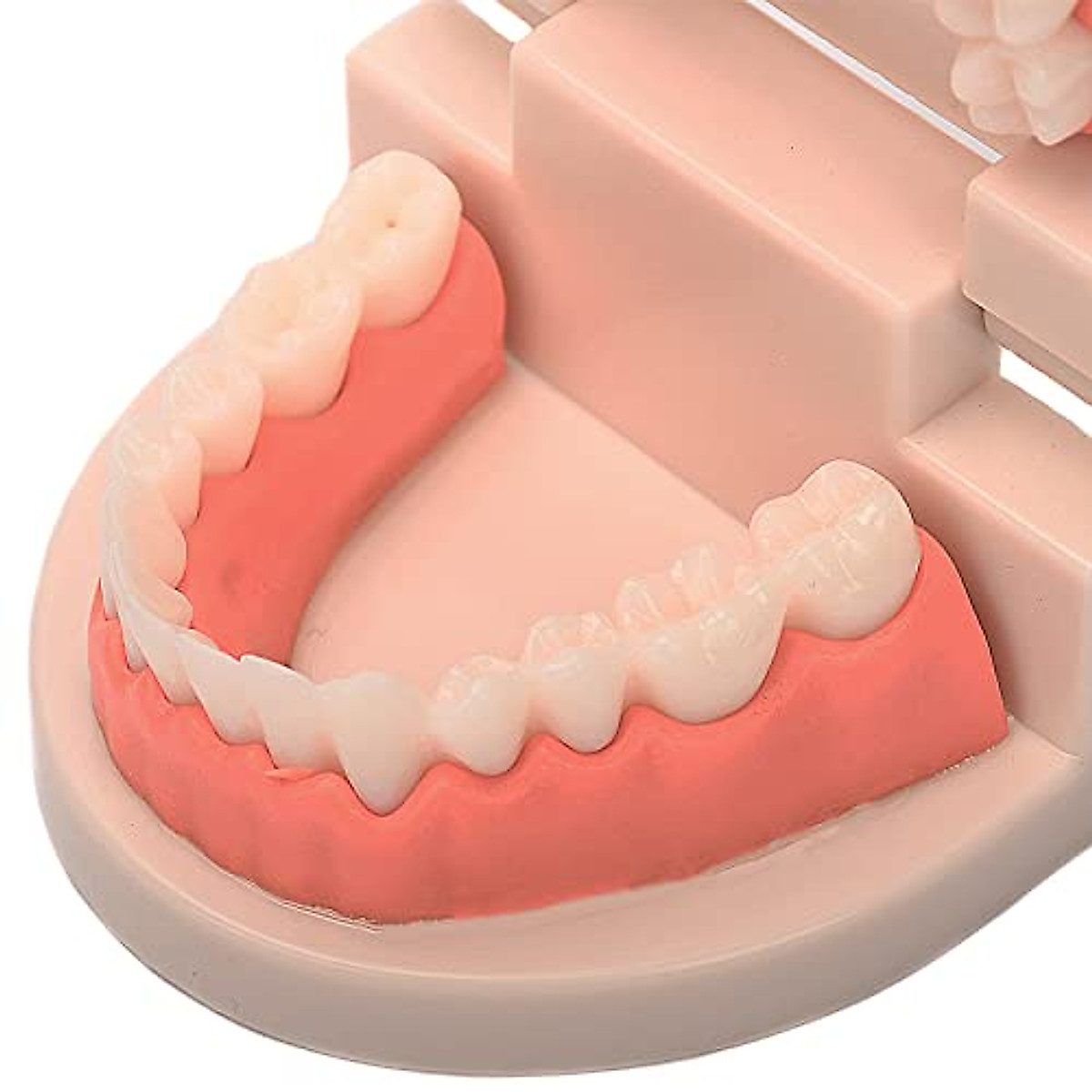 Standard Teeth Model, YOFAN Kids Dental Teaching Study Supplies Adult Standard Typodont Demonstration Teeth Model(Without Wisdom Teeth) (Convenient Design,No Need for Wrenches)