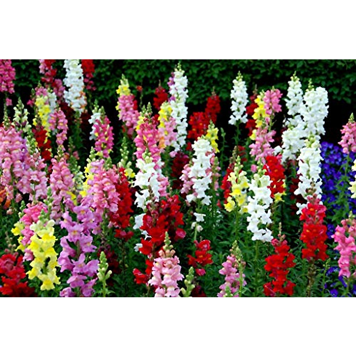 Snapdragon Seed Mix for Planting Dragon Flowers Lion's Mouth Low Height About 1000 Seeds