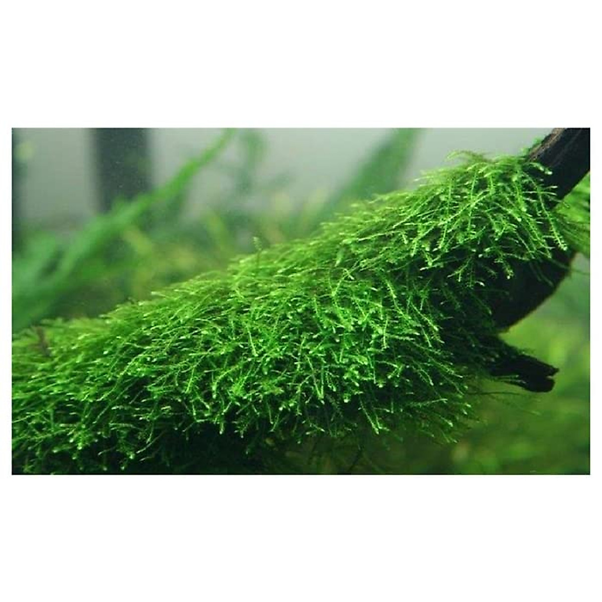 Marcus Fish Tanks Java Moss Taxiphyllum Barbieri Live Aquarium Moss Aquatic Plants Vesicularia Dubyana Buy 2 Get 1 Extra