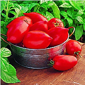 Big Mama Tomato Seeds (20+ Seeds) | Non GMO | Vegetable Fruit Herb Flower Seeds for Planting | Home Garden Greenhouse Pack