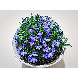 1000+ Blue Creeping Thyme Seeds for Planting, Dwarf Ground Cover Plants Easy to Plant and Grow, for Rocks and Lawns