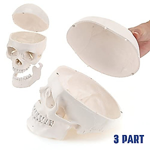 Human Skull Anatomical Model, HINGONS Adult Sized Skull 3-Part Removable Skull Cap and Moving Jaw, for Student Human Anatomy Learning