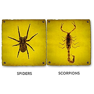 Black Flag Spider and Scorpion Killer 16 Ounces, Aerosol Insecticide SprayAdditional Product Name: Black Flag Spider and Scorpion Killer 16 Ounces, Aerosol Insecticide Spray 12 pack