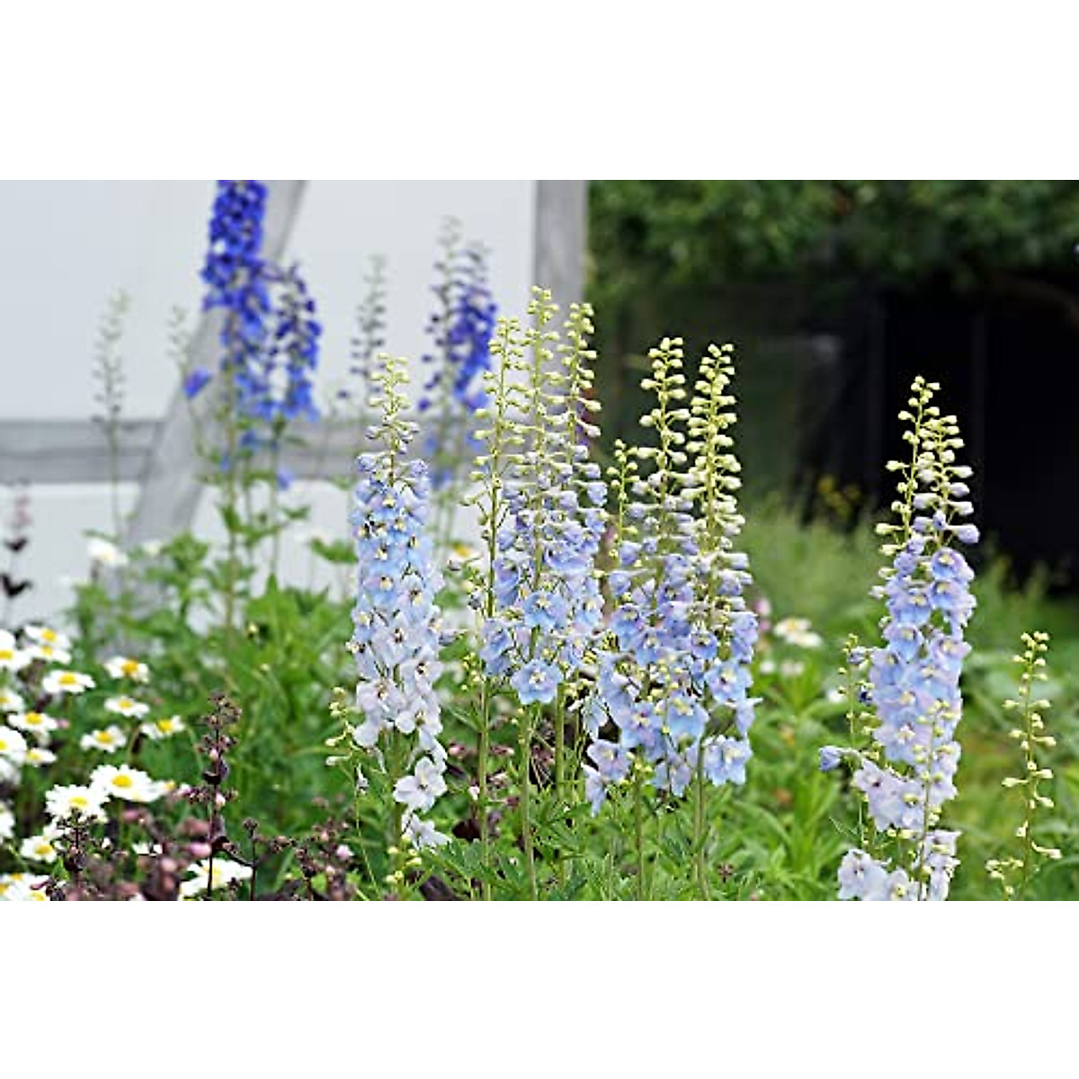Larkspur Rocket Light Blue Flower Seeds, 250+ Seeds Per Packet, (Isla's Garden Seeds), Non GMO & Heirloom Seeds, Botanical Name: Consolida ajacis, Great Home Garden Gift