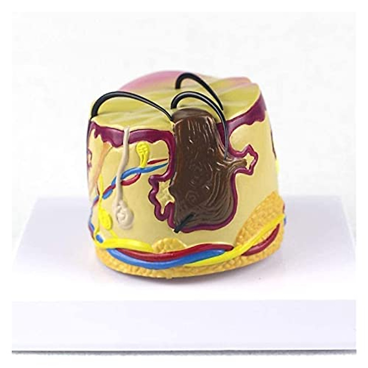DABAUR Organ Model Skin Hair Follicle Hair Acne Pustule Blackhead Anatomical Model for Study Display Teaching Anatomical Model