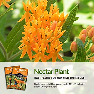 Butterfly Milkweed Seeds for Planting - Pack with Instructions to Grow Asclepias Tuberosa - Attract Butterflies & Help Conservation - Non-GMO Heirloom Open-Pollinated - Survival Garden Seeds