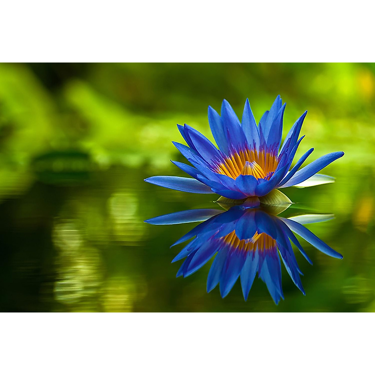 35 Pcs Bonsai Lotus Seeds for Planting Bowl Lotus Seeds, Water Lily Flower Plant Seeds. Great for Beginners and Seasoned Gardeners Alike.