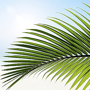 Suave Essentials Body Wash, Ocean Breeze, 15 Fl Oz (Pack of 1)