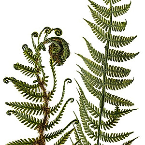 Ashland Michaels Bulk 8 Pack: Green Boston Fern Bush