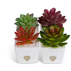 ZendoZones Fruit Fly Traps, 12 Pack Assorted with White Base, Refillable and Reusable, Discreet and Effective