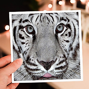 3dRose White Tiger with a Little Tonque - Greeting Cards, 6 x 6 inches, set of 6 (gc_62816_1)