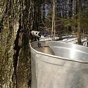 Maple Syrup Tree Tapping Kit - Includes (2) Maple Syrup Spiles and Maple Tree Tapping Drill Bit for Tap - Stainless Steel Spiles with Bucket Hook - Maple Tree Tapping Kit - Maple Syrup Supplies