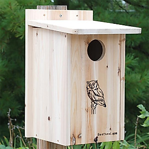 BestNest Premium Screech Owl/Kestrel House
