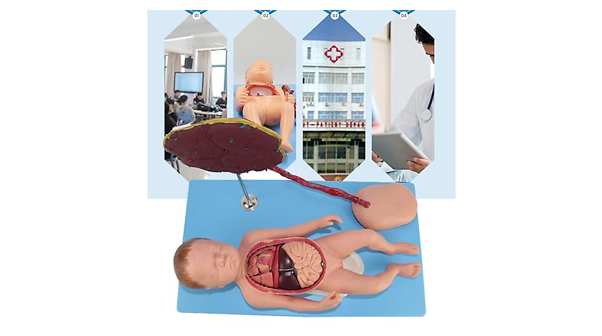 Neonatal Anatomy Model - Detailed Fetal & Placenta Display