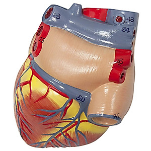 Axis Scientific Human Lung and Respiratory System Model | 3/4 Life Size Model has 7 Removable Parts | Includes 2 Part Heart and Detachable Larynx | Includes Product Manual