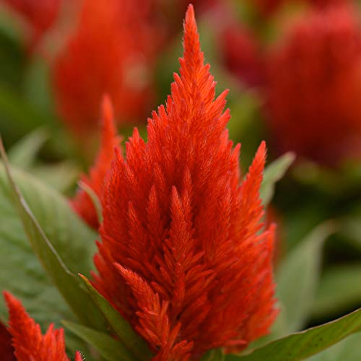 Outsidepride Celosia Scarlet Plume Plant, Feathery Amaranth Garden or House Plant Flower - 1000 Seeds