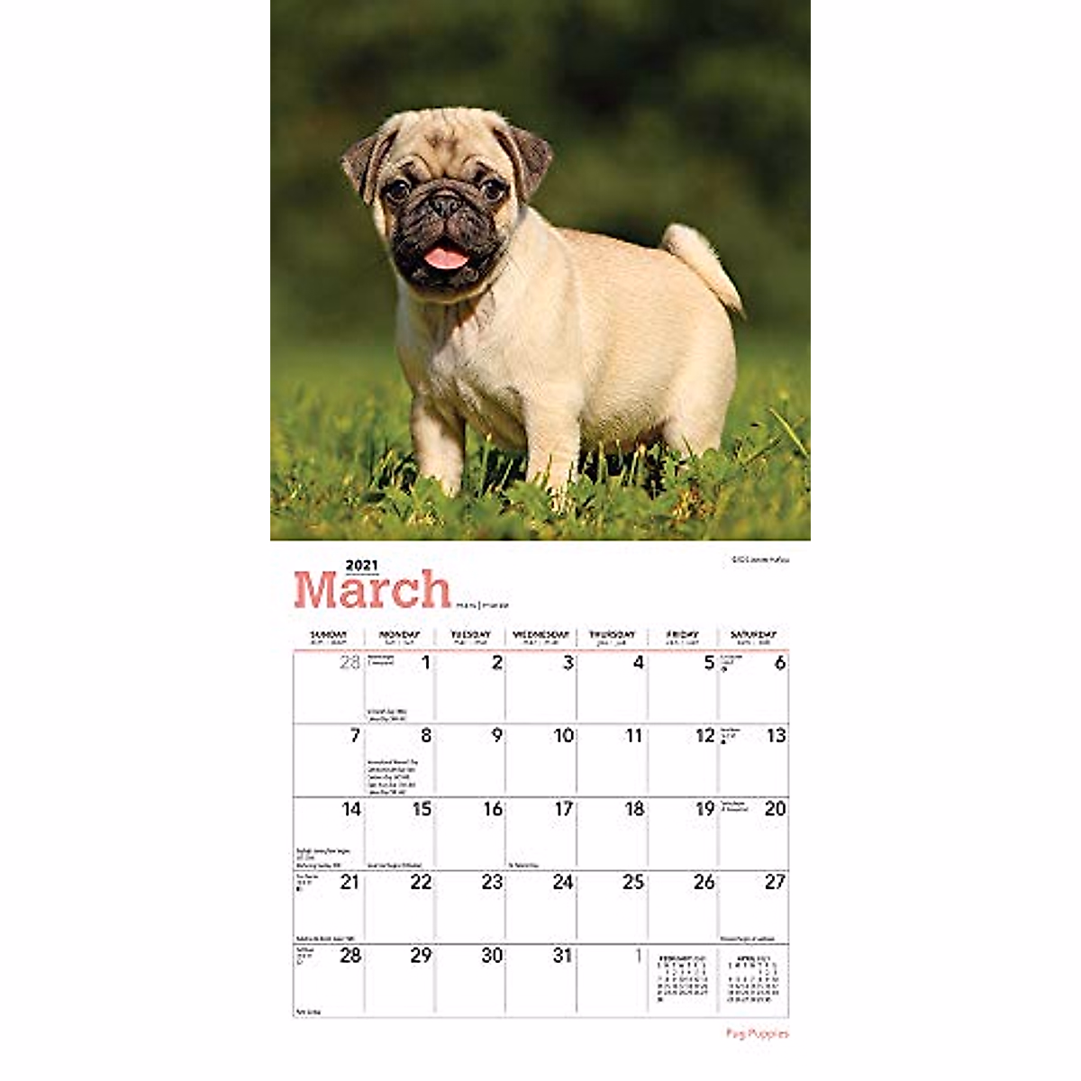 Pug Puppies 2021 Calendar