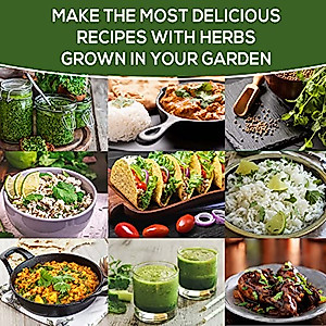 Cilantro Seeds for Planting Home Garden Herbs - Individual Pack of 300+ Heirloom Seeds, Suitable for Outdoors, Indoors, and Hydroponics - Non-GMO, Non-Hybrid, Untreated, and USA Grown Variety