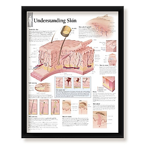 Set of 2 Framed Medical Posters The Integumentary System and Understanding Skin 22"x28" Wall Diagrams Educational Informational Doctors Office Charts