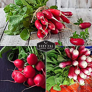 Survival Garden Seeds Radish Collection Seed Vault - Watermelon (Daikon Type), Purple Plum, French Breakfast, Daikon, Champion Radishes - Non-GMO Heirloom Seeds for Planting in Your Vegetable Garden