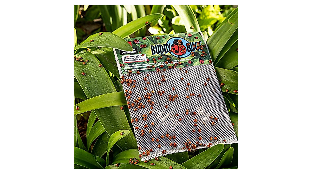 1500 Live Ladybugs for Effective Aphid Control