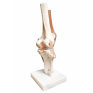 BoNew Life Size Knee Joint Anatomical Model Skeleton - Human Medical Anatomy