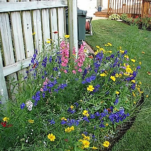 Colorado Wildflower Seed Mix, Covers 325 Sq Ft, 14 Flower Varieties, Over 53,000 Seeds - Created By Nature